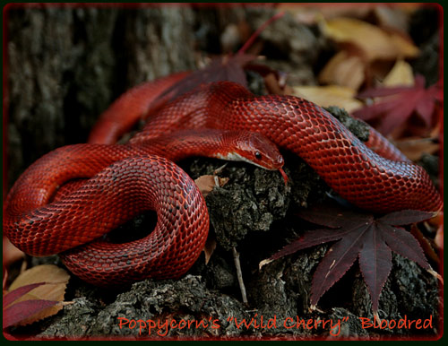 Our Beautiful World: Beautiful red snakes