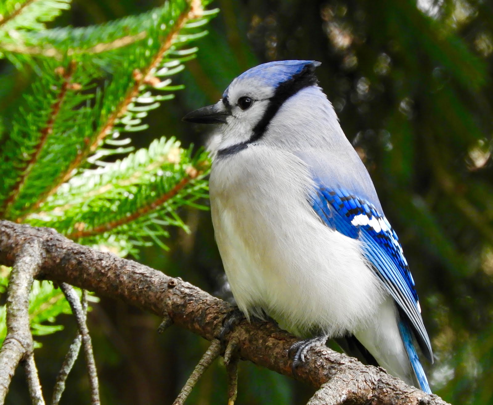 It's All About Purple: Playing With The Blue Jays