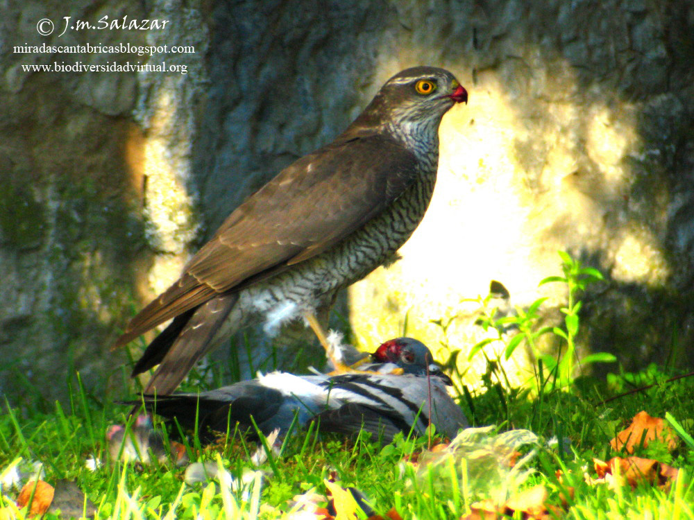 Miradas Cantábricas: Gavilán