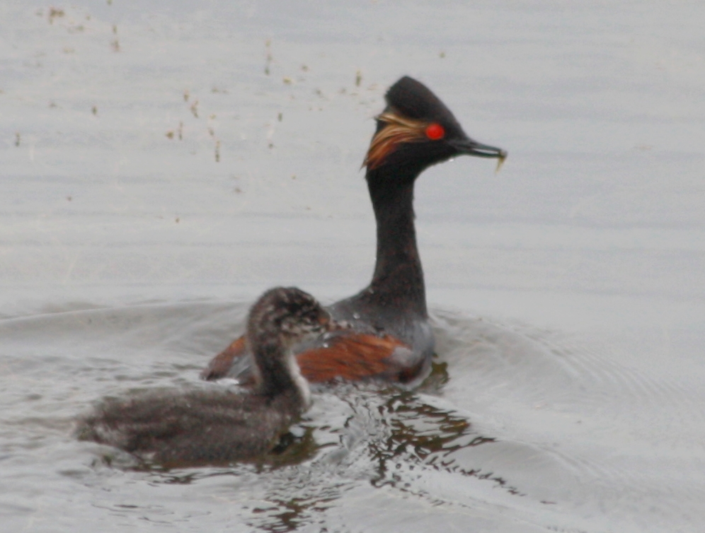 EARED GREBE