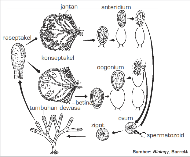 Ciri, Cara Reproduksi dan Jenis Alga Cokelat ( Phaeophyta ) - Biologi Note