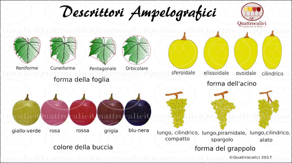 Viticultura e ampelografia 🍇