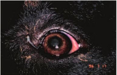 Eye Opener: Pathology - Common diseases