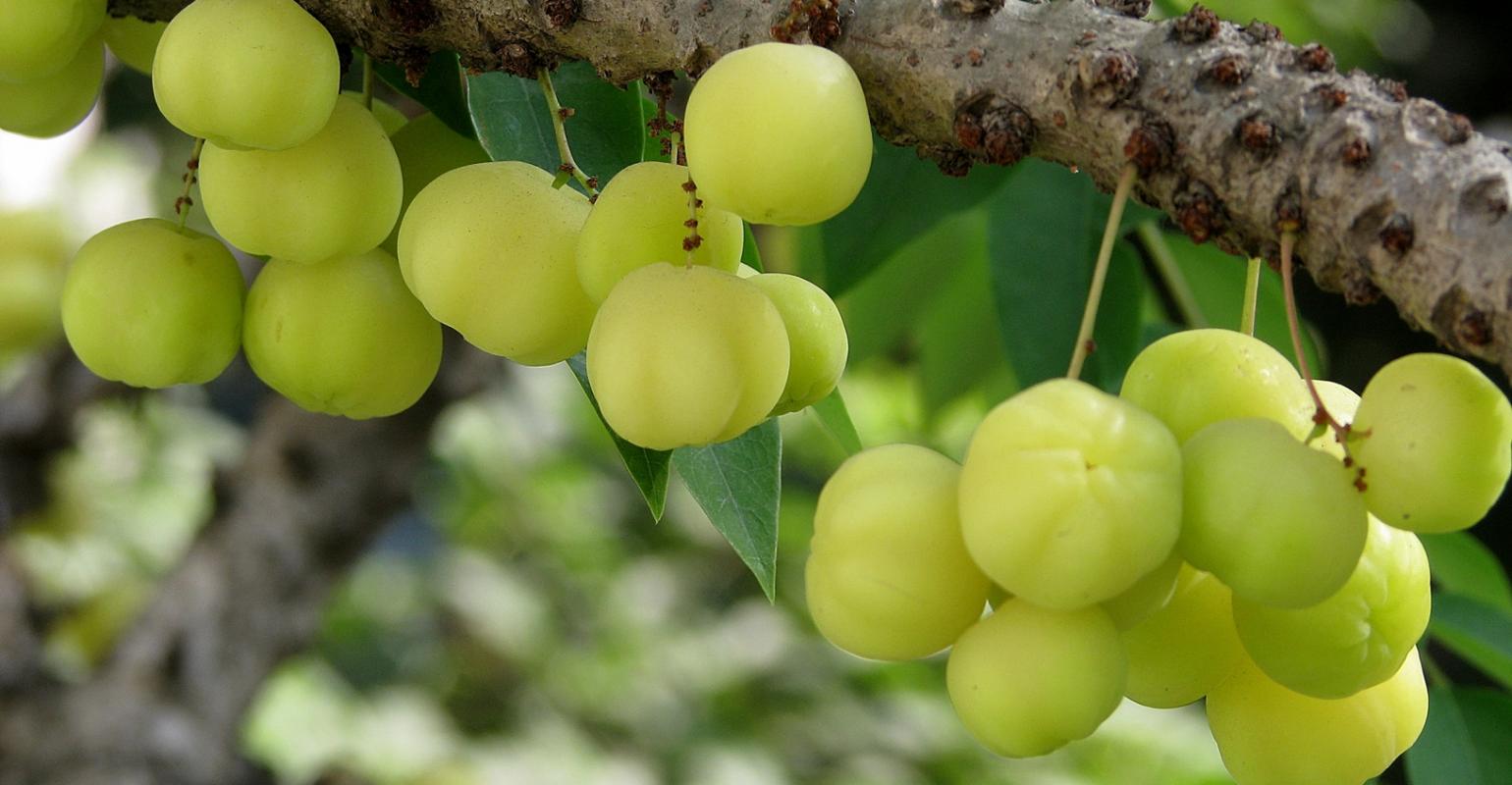 Benefits of eating gooseberry daily