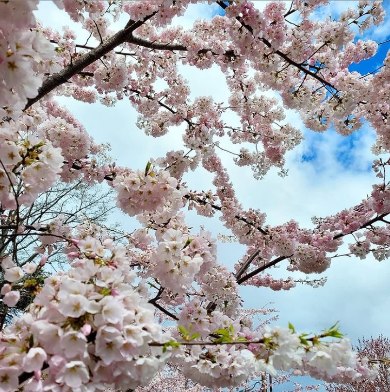 April Highlights 2021 | Organized Chaos