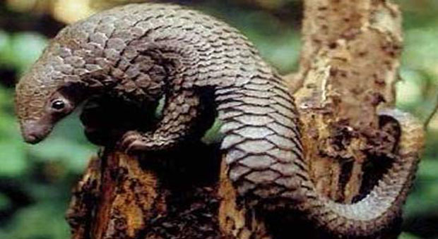 EKOGEO: TRENGGILING : MAMALIA BERSISIK