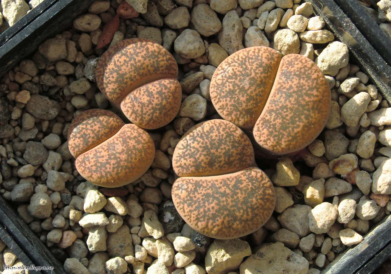 Lithops Stories: Lithops and bugs (9 pics)