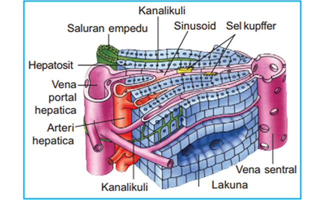 Struktur Hati Dan Fungsinya - Kantong Ilmu