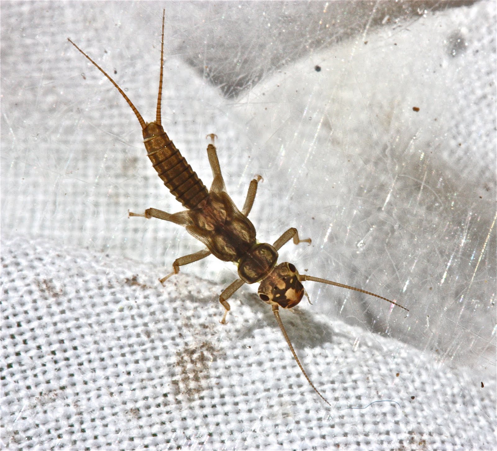 Aquatic Insects of Central Virginia: The Perlodid stonefly, genus ...