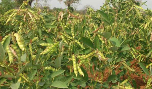 Crop Production Technology-1 (Kharif Crop) Pulses-(Pigeon Pea, Mung ...