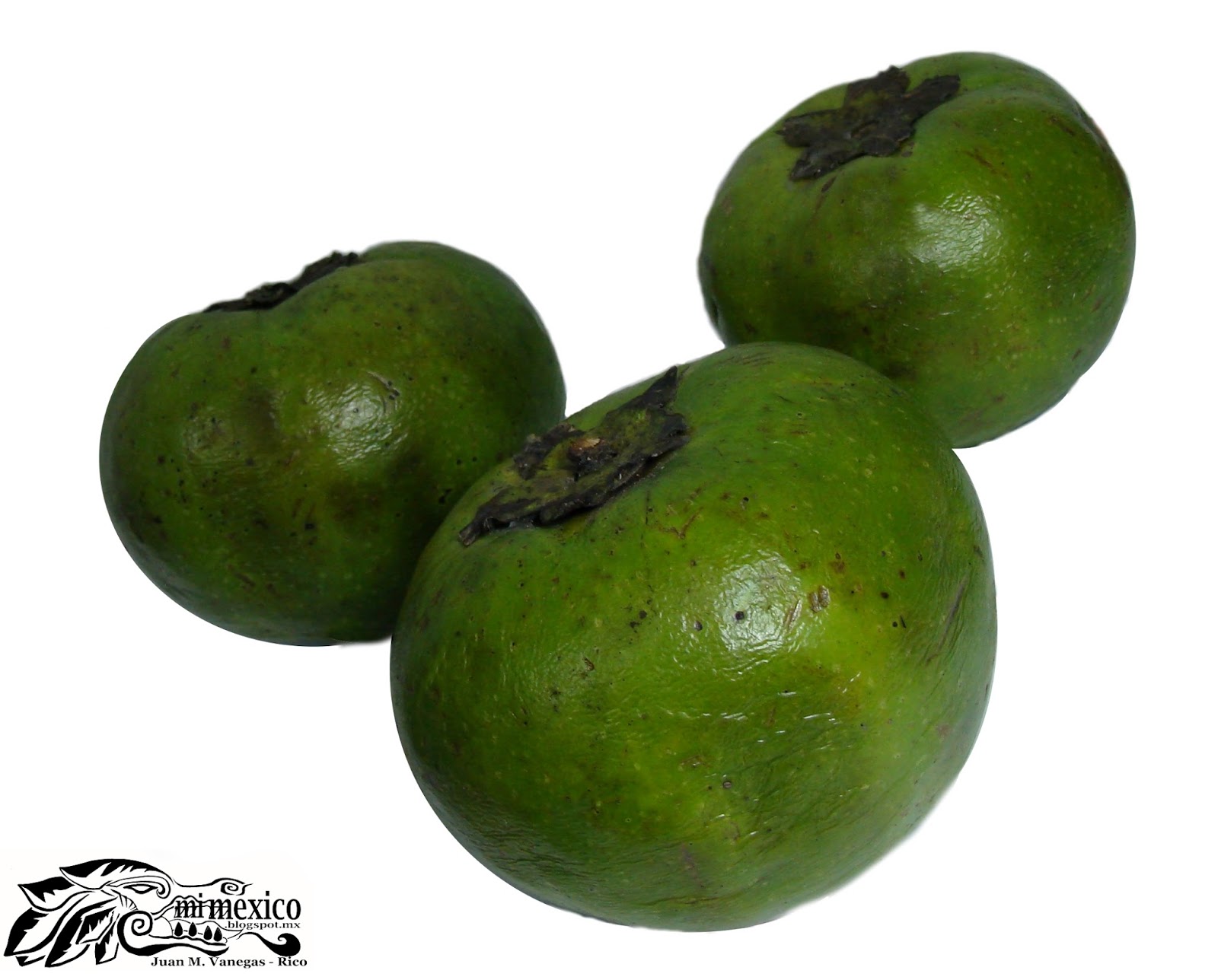Folklore de México: Zapote negro Diospyros nigra (Gmel.) Perr