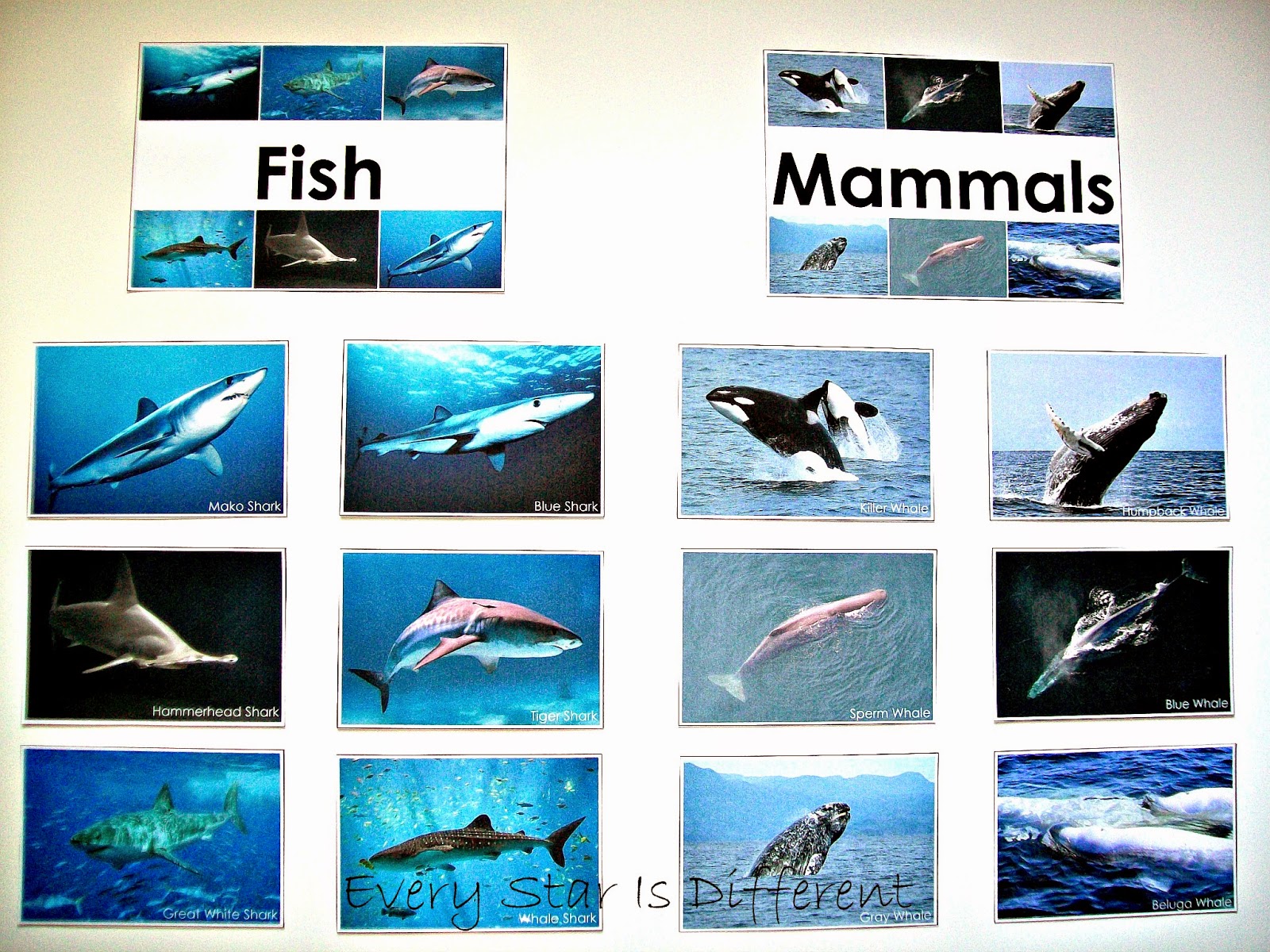 Shark Activities for Tots with Free Printables - Every Star Is Different