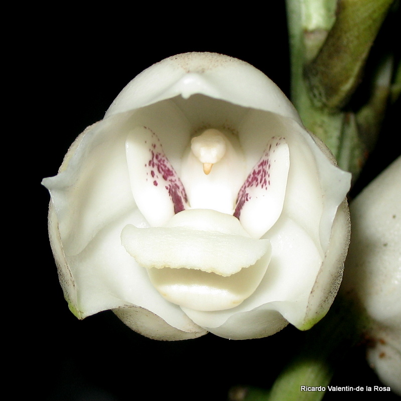 Ricardo's Blog, : Peristeria elata, Holy Ghost orchid, observations on ...