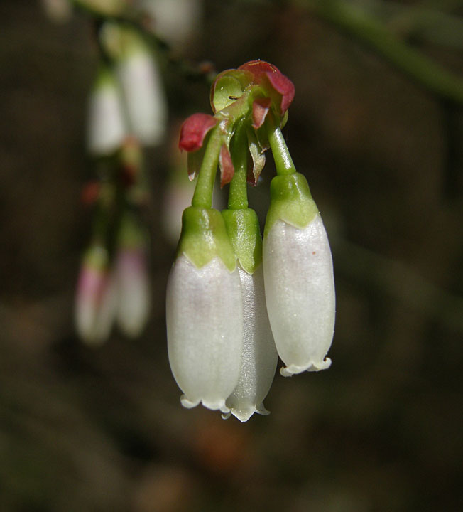 Anybody Seen My Focus?: Vaccinium elliottii (Elliott’s Blueberry)