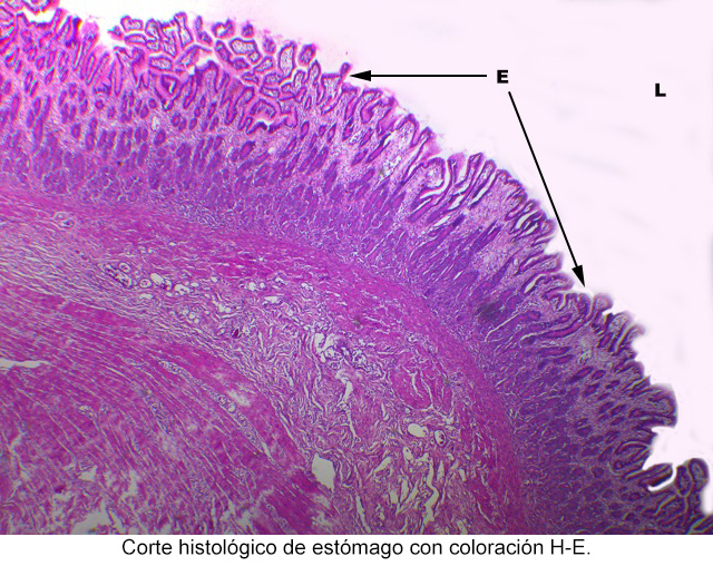 Manual interactivo de tejido epitelial: EPITELIO SIMPLE COLUMNAR