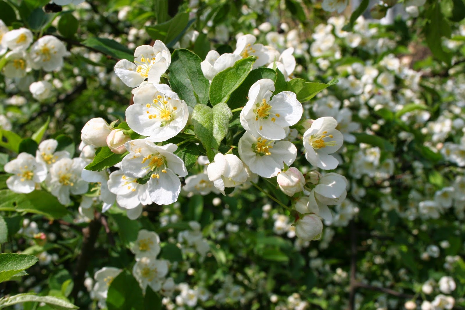 Siniunikon: Puiden kukintaa toukokuussa