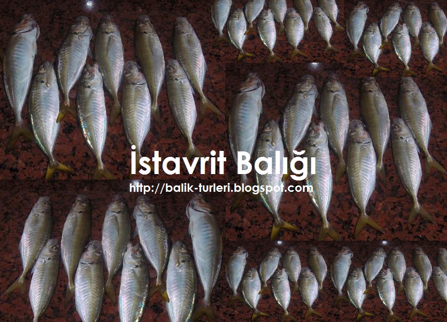 Balık Türleri, Balık Çeşitleri, Balıklar, Deniz: İzmarit Balığı ...