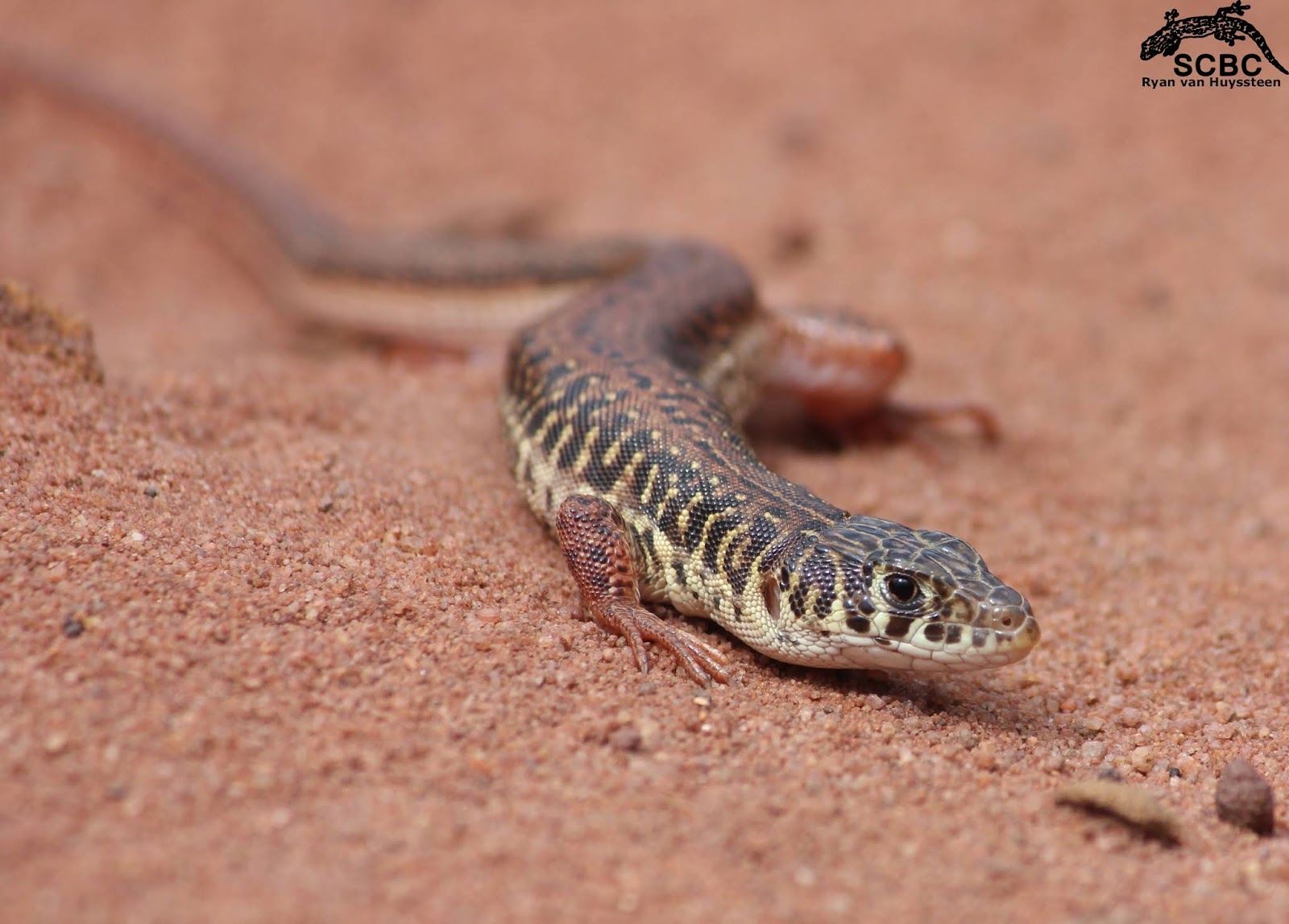Soutpansberg Centre for Biodiversity and Conservation