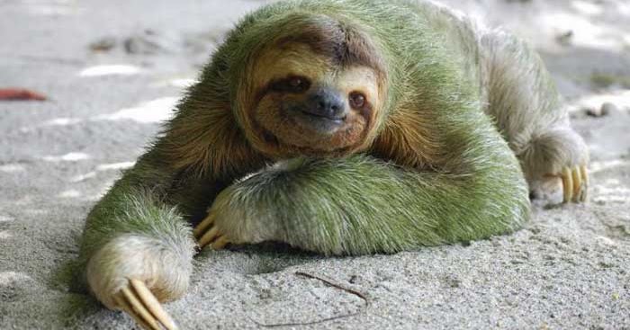 Plants Grow On Sloth Fur | Interesting Facts