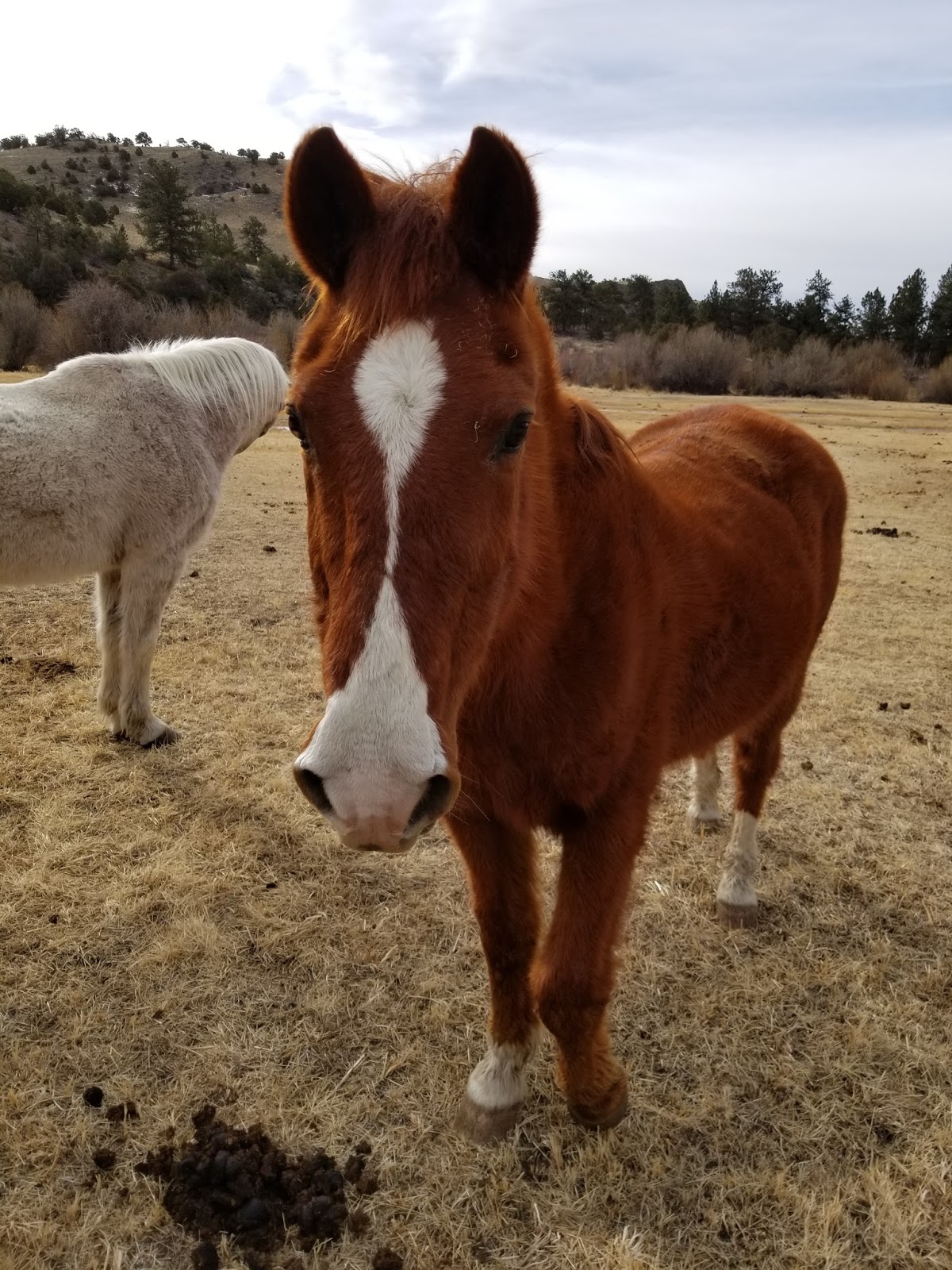 Fish Spotter: Ranch Animals