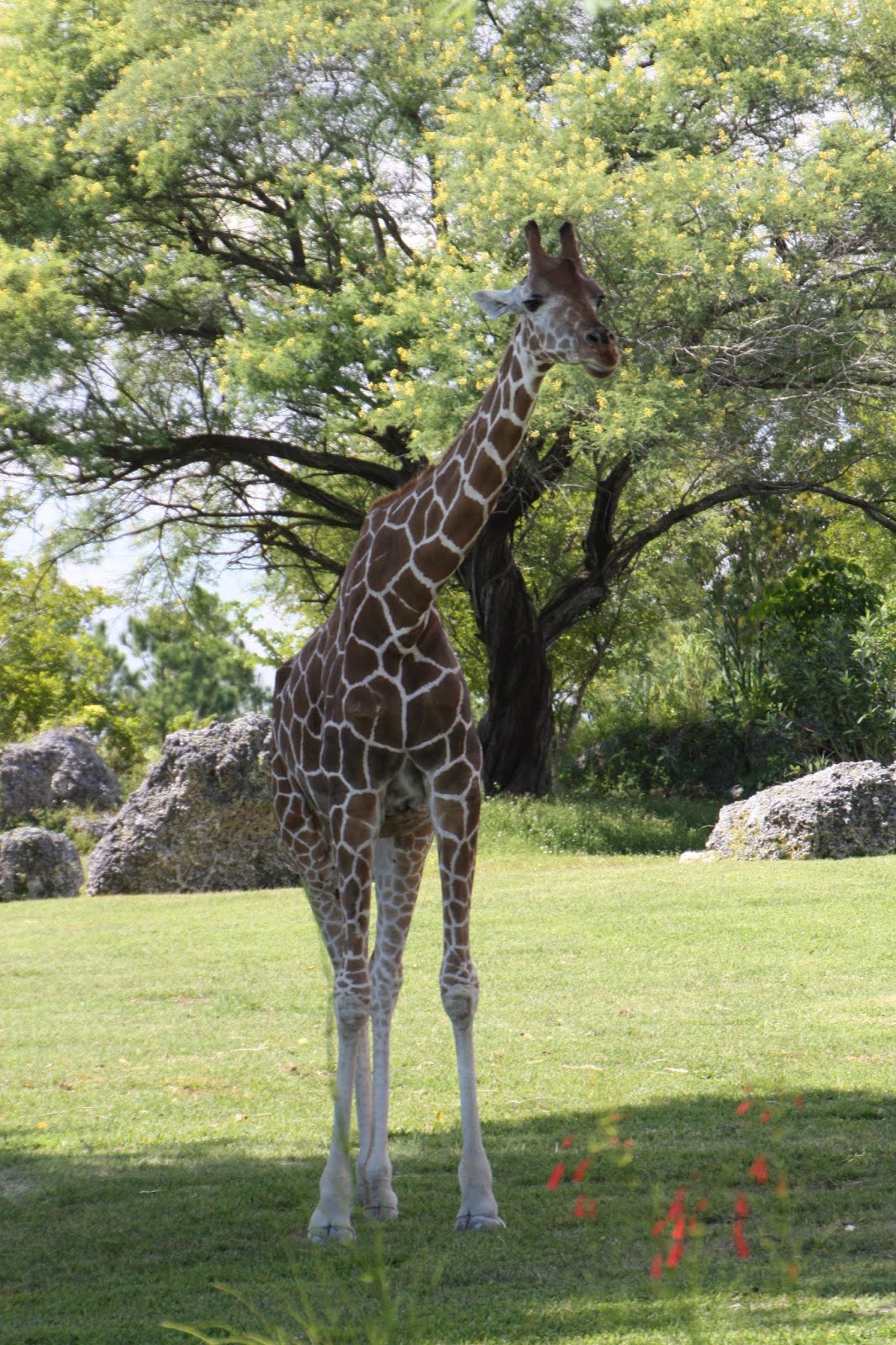 High-Quality Animal Images Pack 6-Pics RizNow