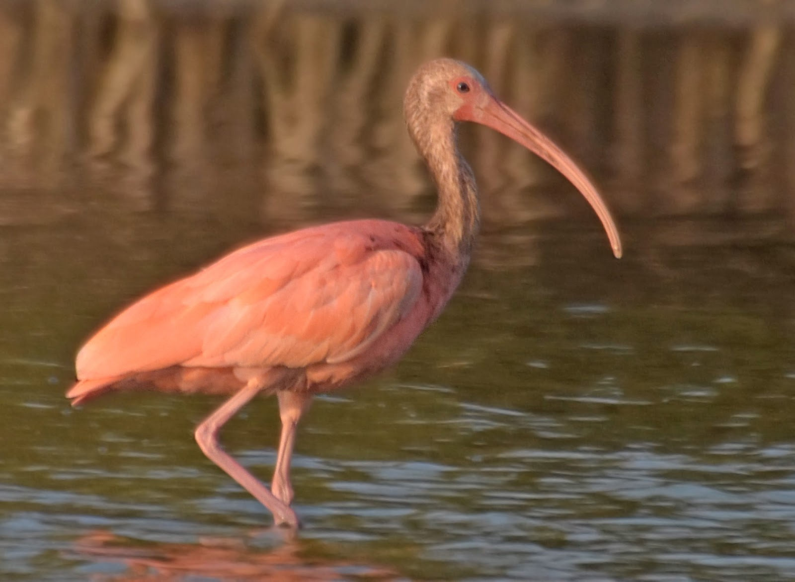 Ibis
