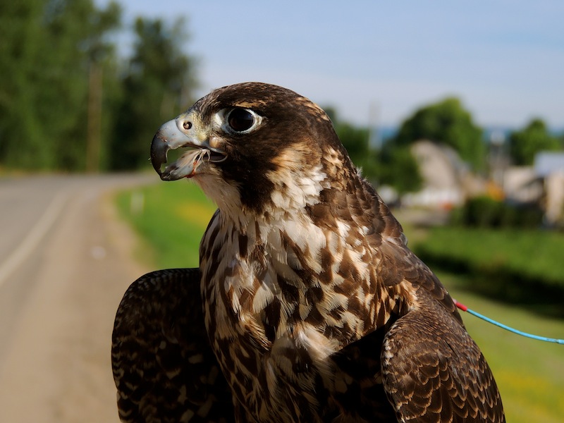 mnkcusa: Woodland WA, Peregrine Falcon