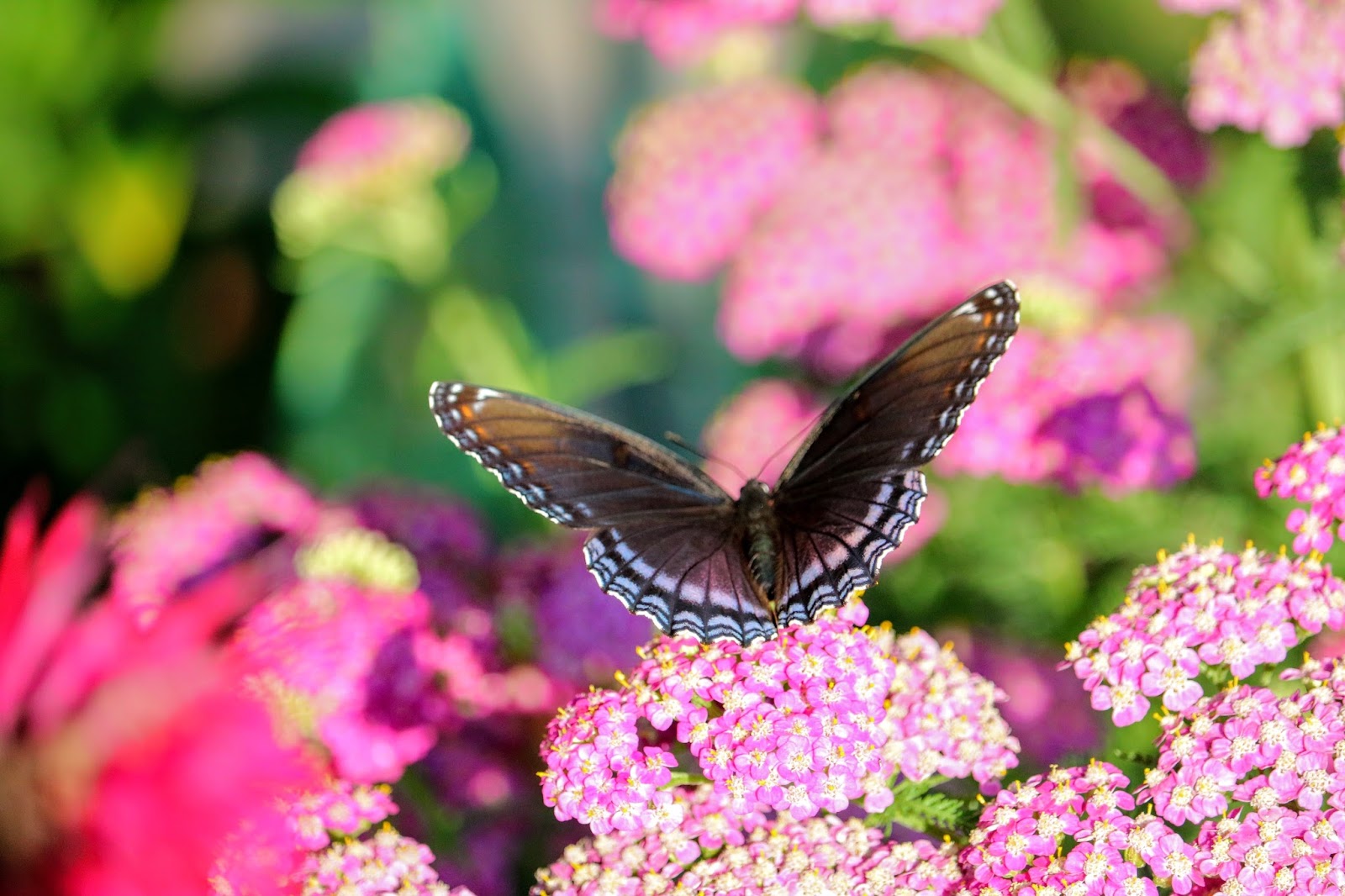 Red-spotted purple butterfly 3