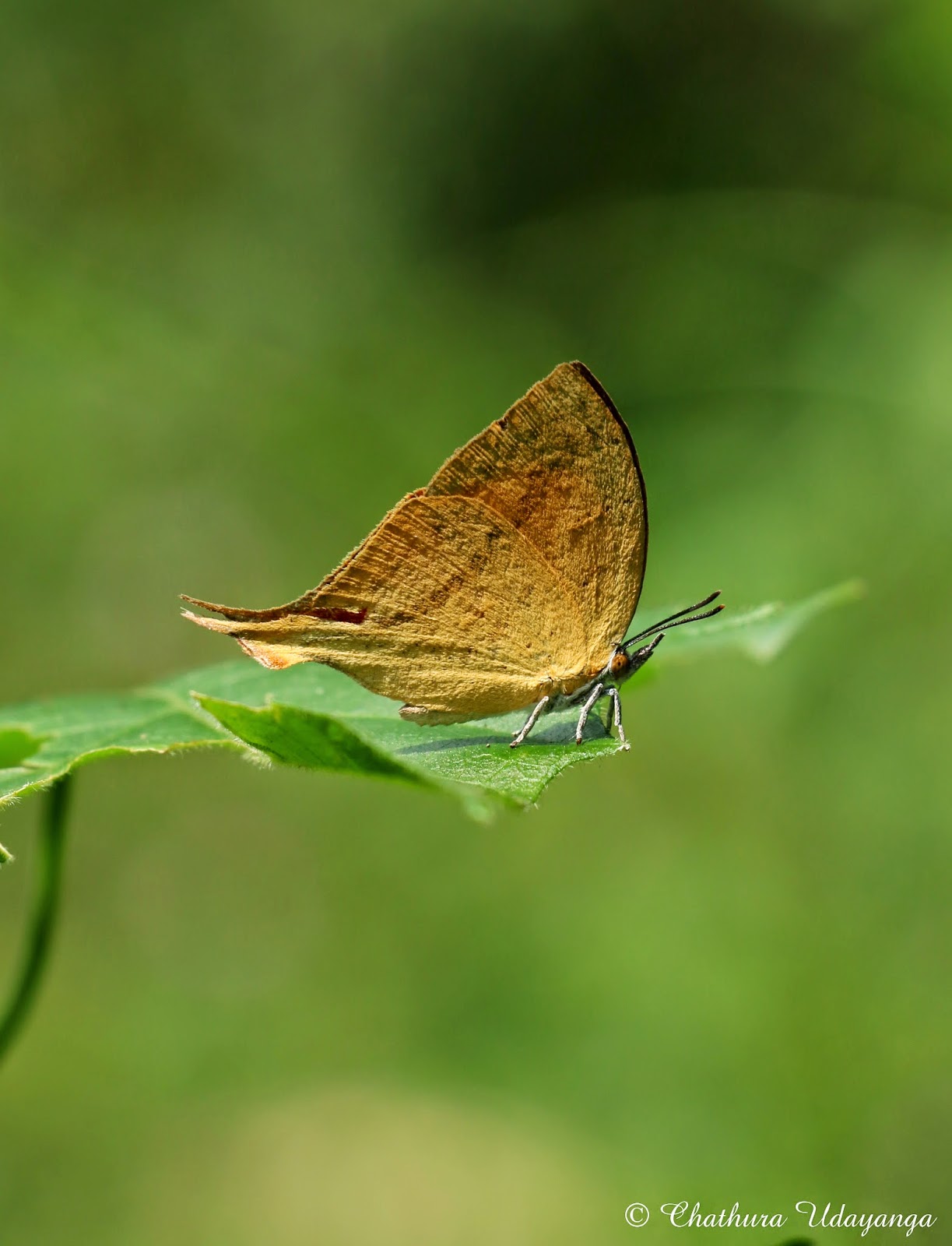 Nature Of Srilanka: Yamfly (Loxura atymnus arcuata) - කදල සමනලයා