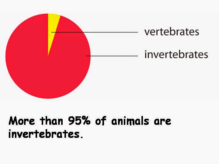 Science and Physical Education: Invertebrates animals
