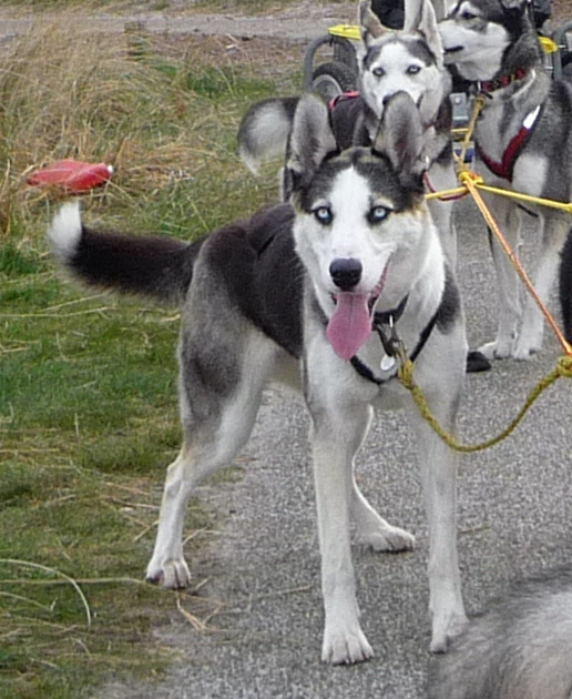 Siberian Spirit, siberische husky kennel