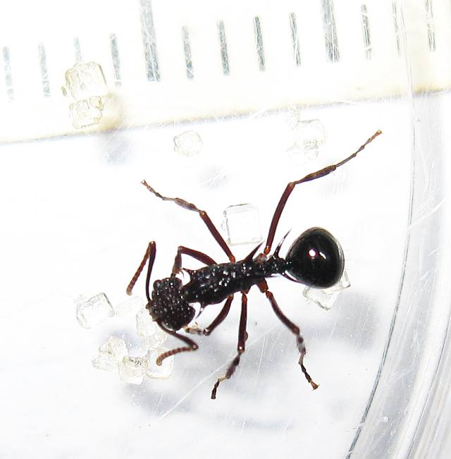 Photos and Info on Ants and Termites of Malaysia: Dolichoderus sp