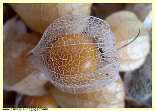 Studio Floral Dora Santoro: Physalis