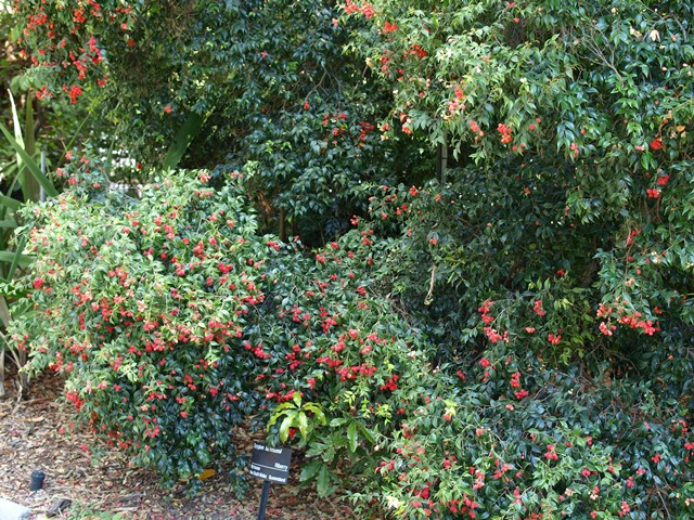 Riberry too red for me and for some too spicy