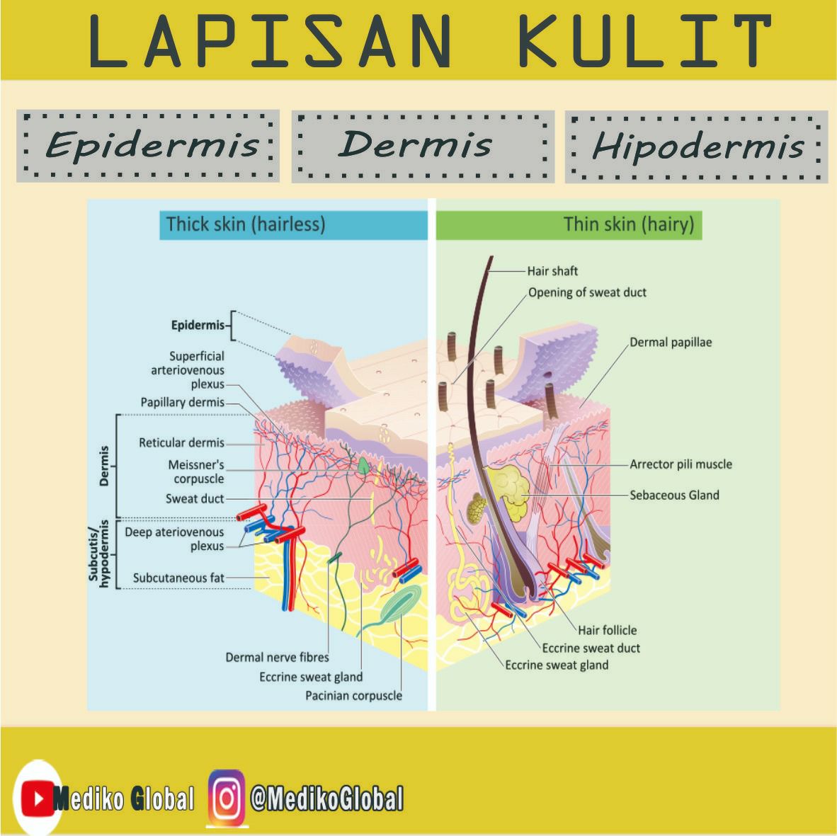 Pengantar SISTEM INTEGUMEN - Lapisan Kulit: Lapisan Epidermis - Belajar FK