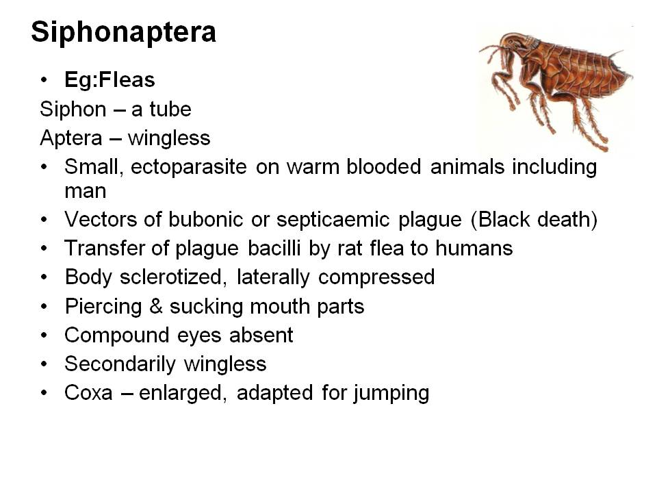 Endopterygota: Diptera & Siphonaptera