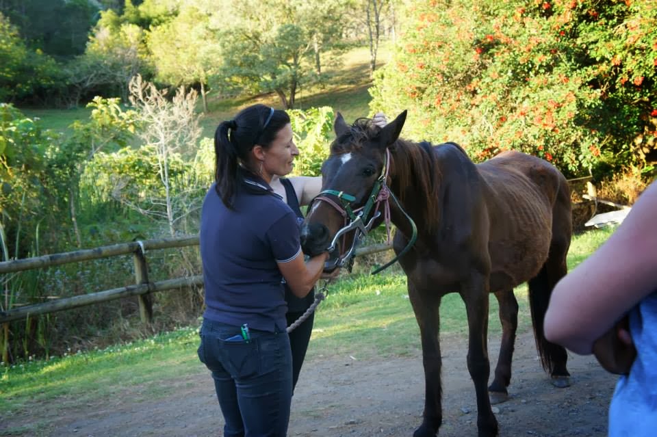 Save a Horse Australia Horse Rescue and Sanctuary