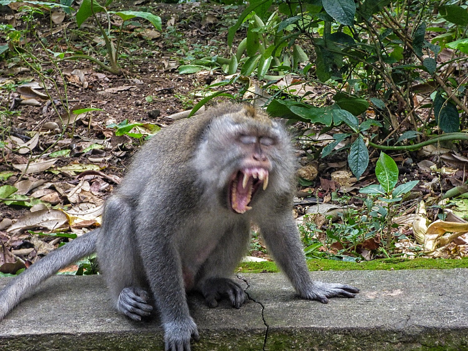 RETRATOS DEL MUNDO: El Bosque de los Monos. Ubud. Bali.