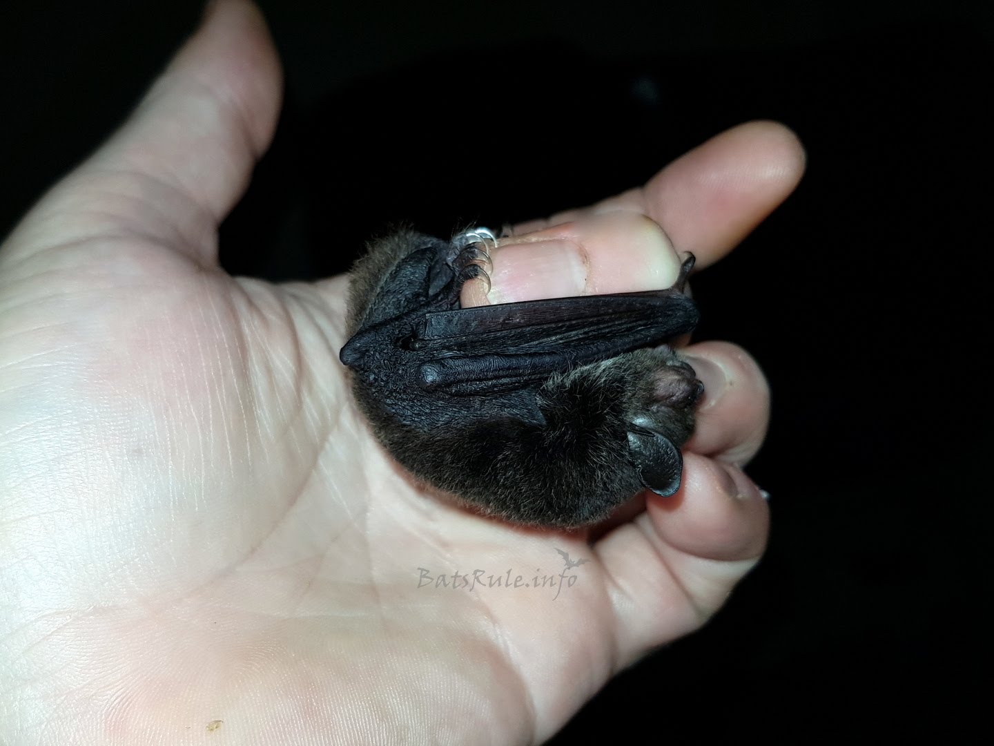 Rehab | Microbat Myotis