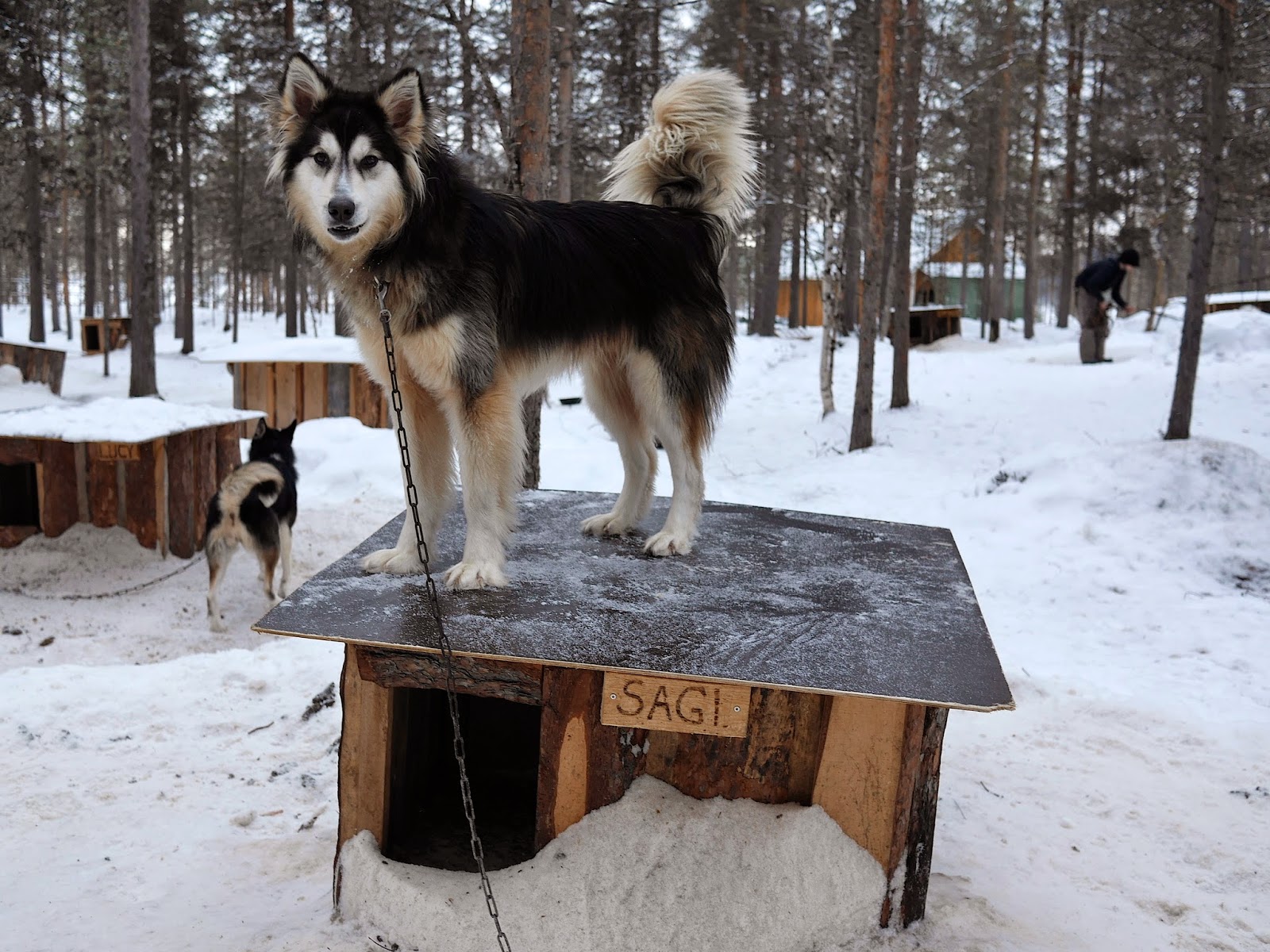 Jamie: Husky Dog Sledding in Finland