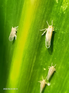 BPP PARE KEDIRI: WASPADA HAMA WERENG PADA TANAMAN JAGUNG