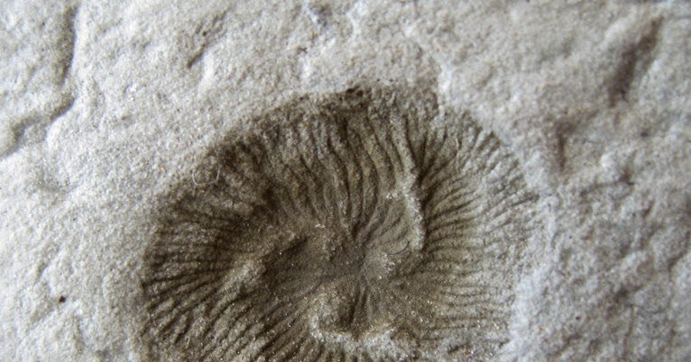 Manospondylus: Solved and Unsolved Fossil Enigmas - Part 1