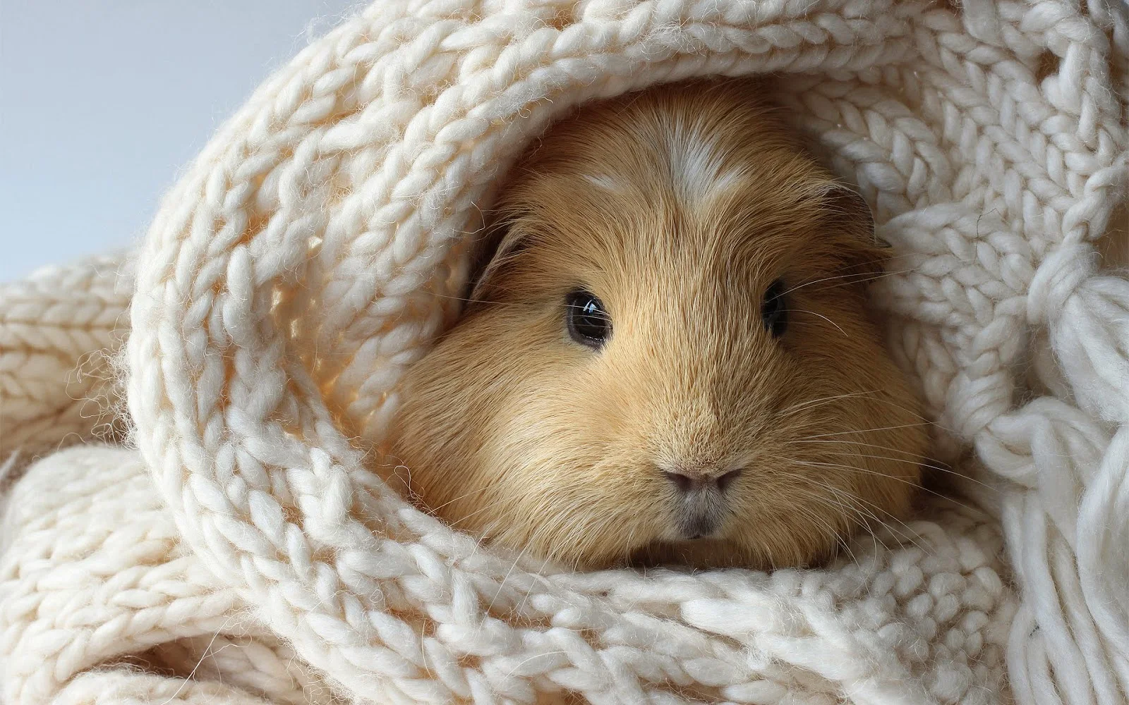 Cavia met witte sjaal