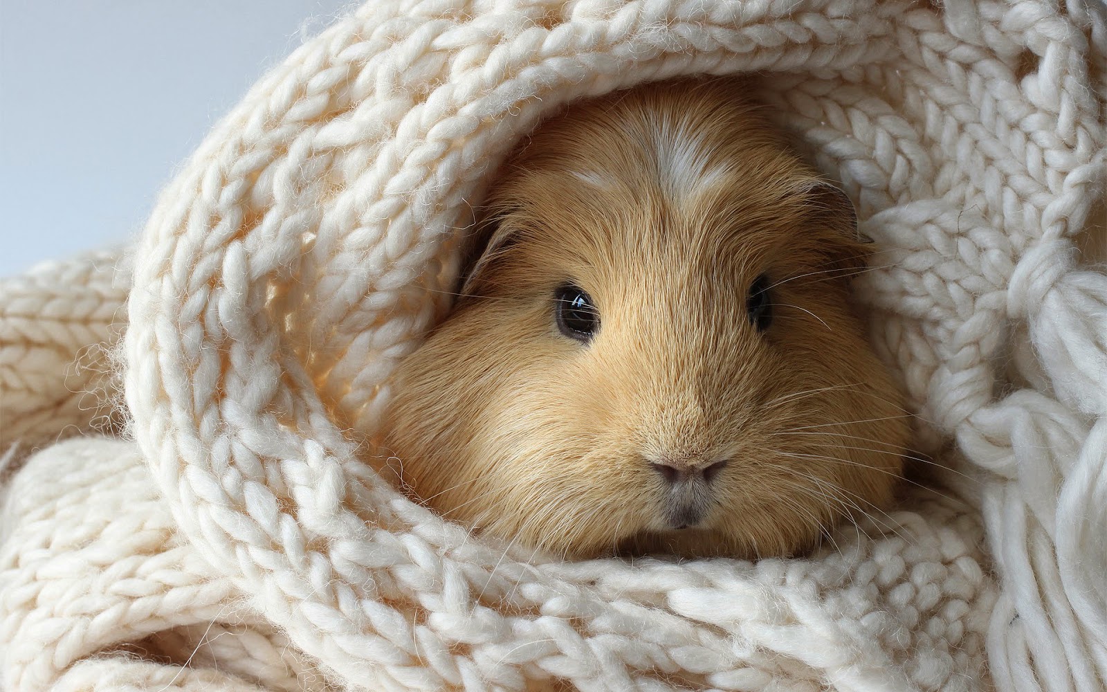 Cavia met witte sjaal - Achtergronden
