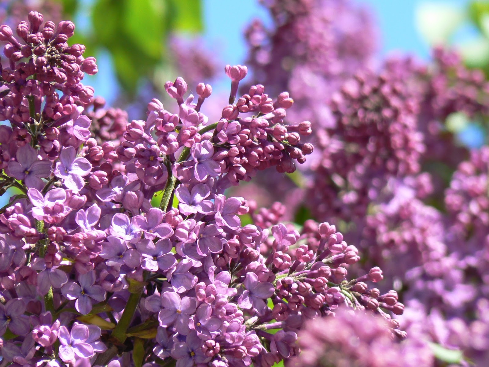 PauliinHermeliini kambrike: Sirelid