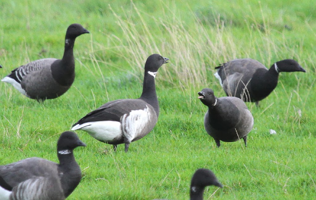 Norfolk Wildlife Trust: Cley Catch-up: 20 November 2013
