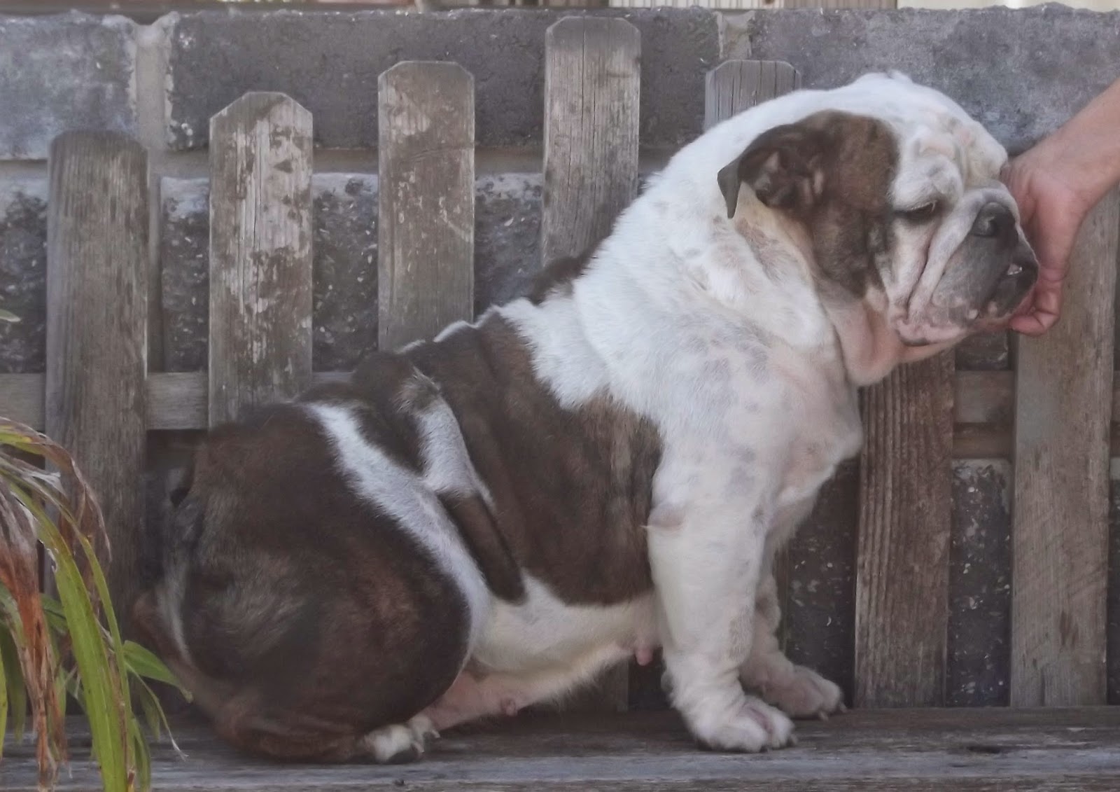 Cowboy Bullies: Our Female English Bulldogs