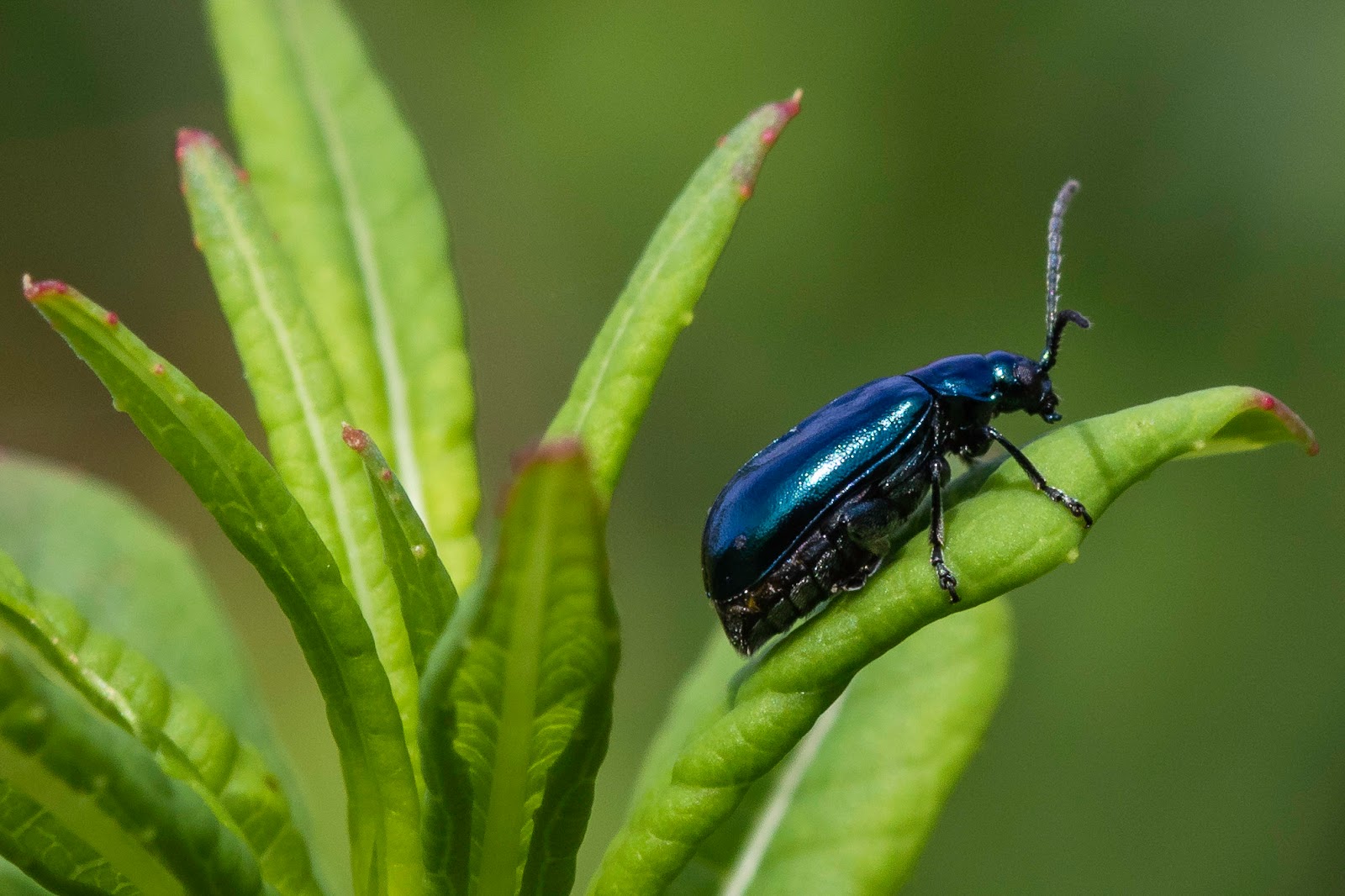Druridge Diary: A lunchtime wander through the dunes