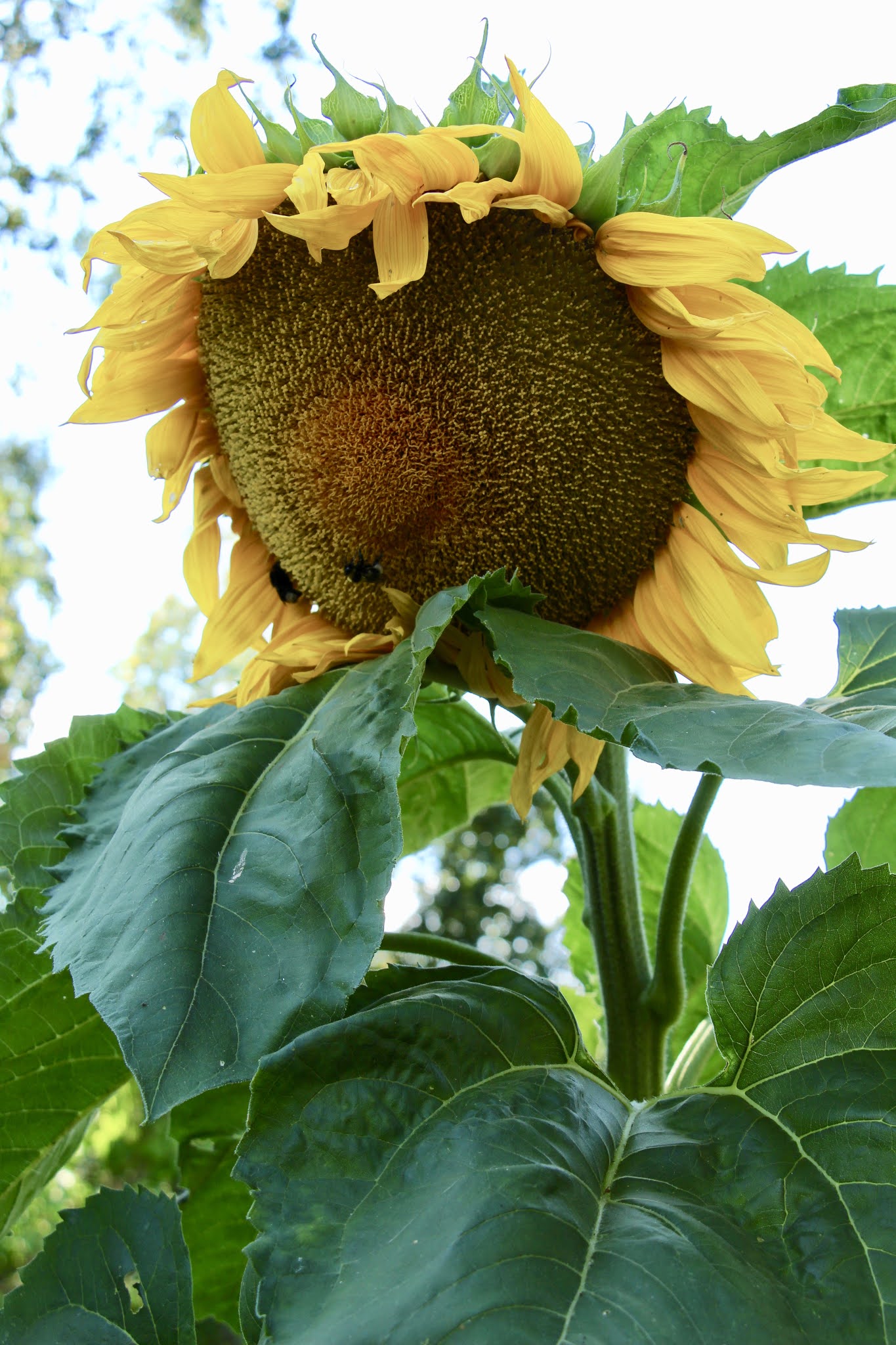 Vit Hortensia: Solros