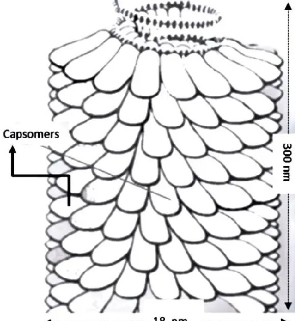 Detailed Structure of Tobacco Mosaic Virus (TMV) ~ Biotechfront